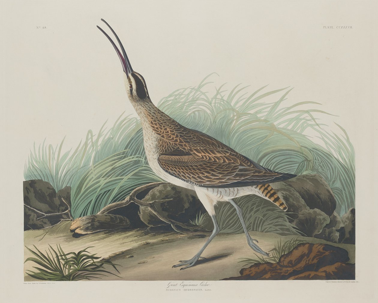 Great Esquimaux Curlew by Robert Havell: Fine art print