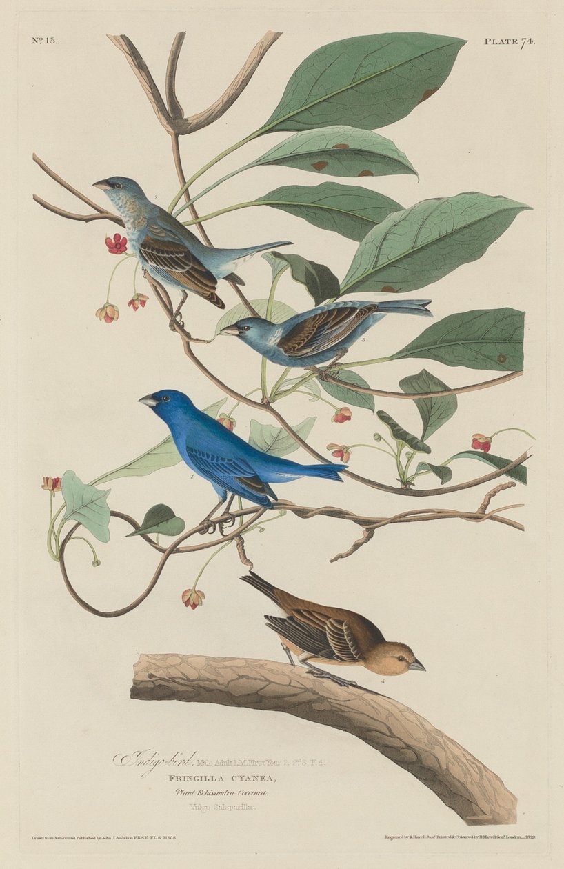 Indigo Bird by Robert Havell: Buy fine art print