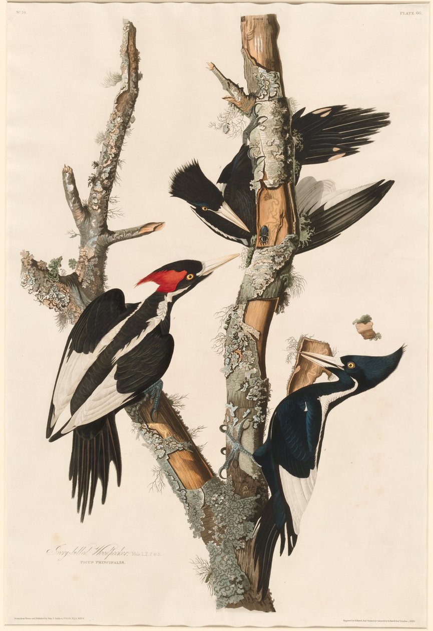 Ivory-billed Woodpecker by Robert Havell: Fine art print