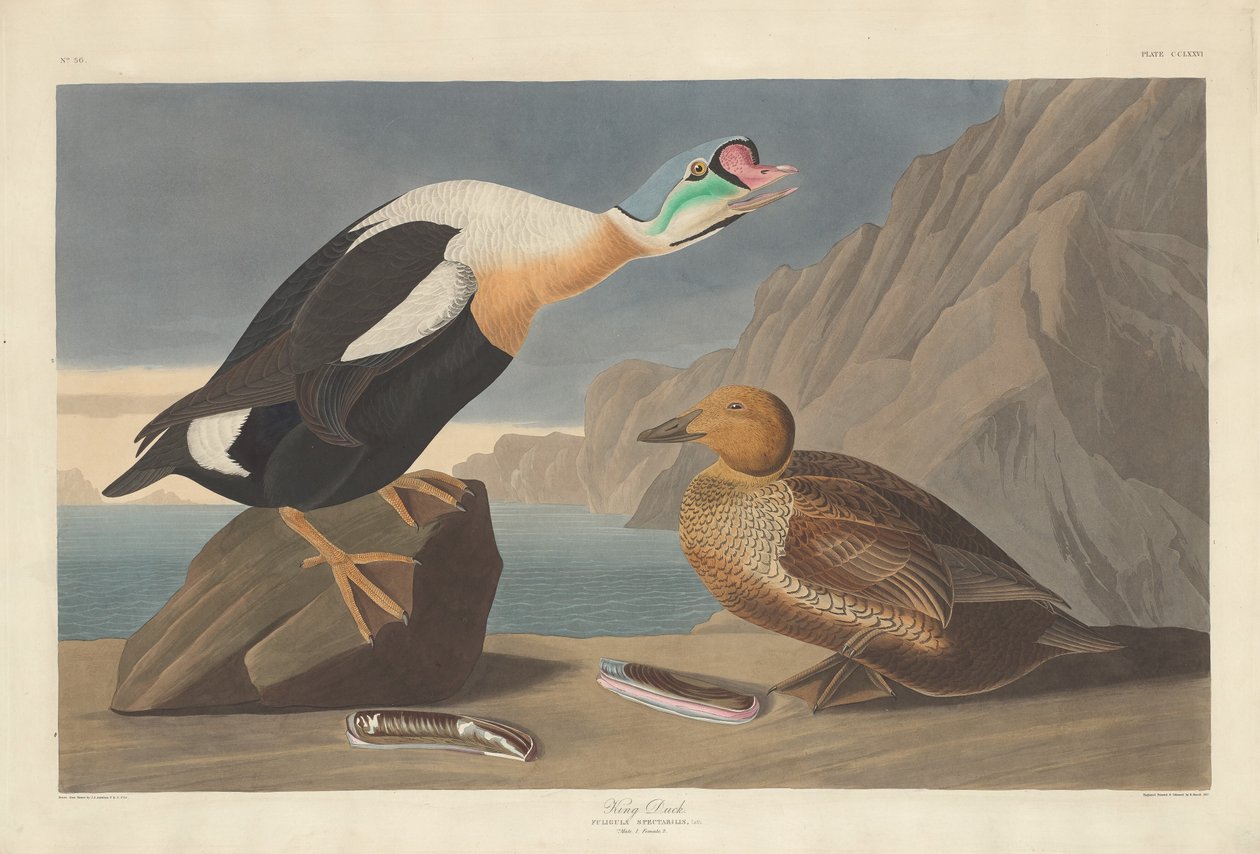 King Duck by Robert Havell: Premium art reproduction