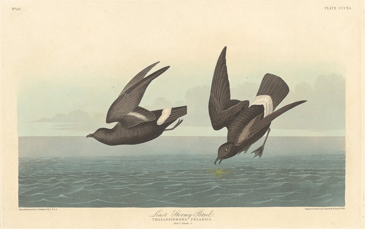 Least Stormy Petrel by Robert Havell: Buy fine art print