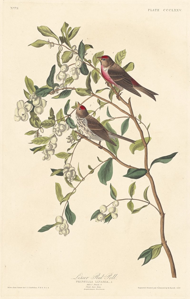Lesser Red-poll by Robert Havell: Buy fine art print