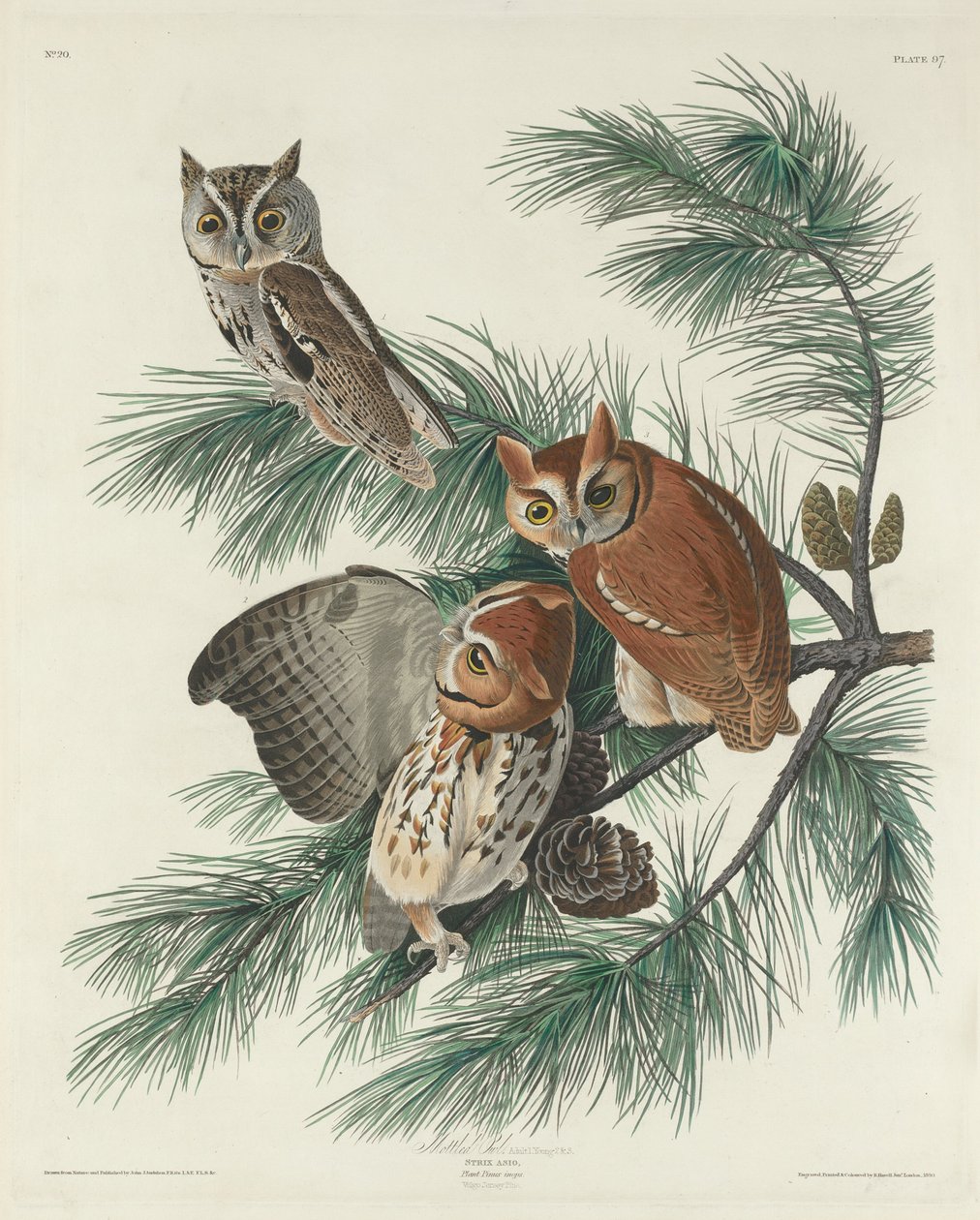 Mottled Owl by Robert Havell: Buy fine art print