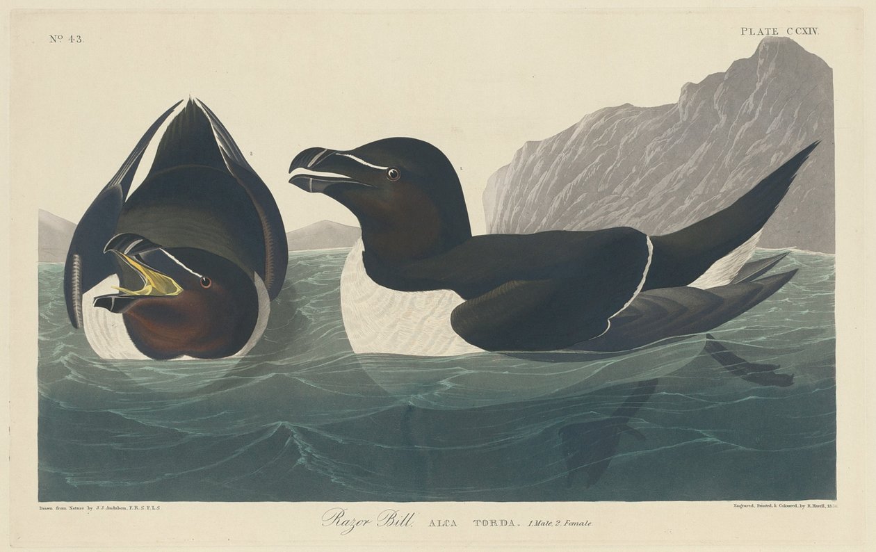 Razor Bill by Robert Havell: High-quality fine art print
