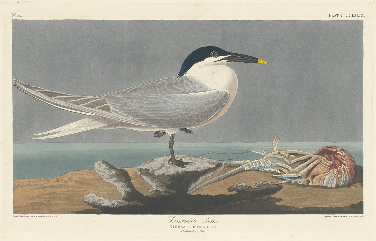Sandwich Tern, 1835 by Robert Havell: Buy fine art print