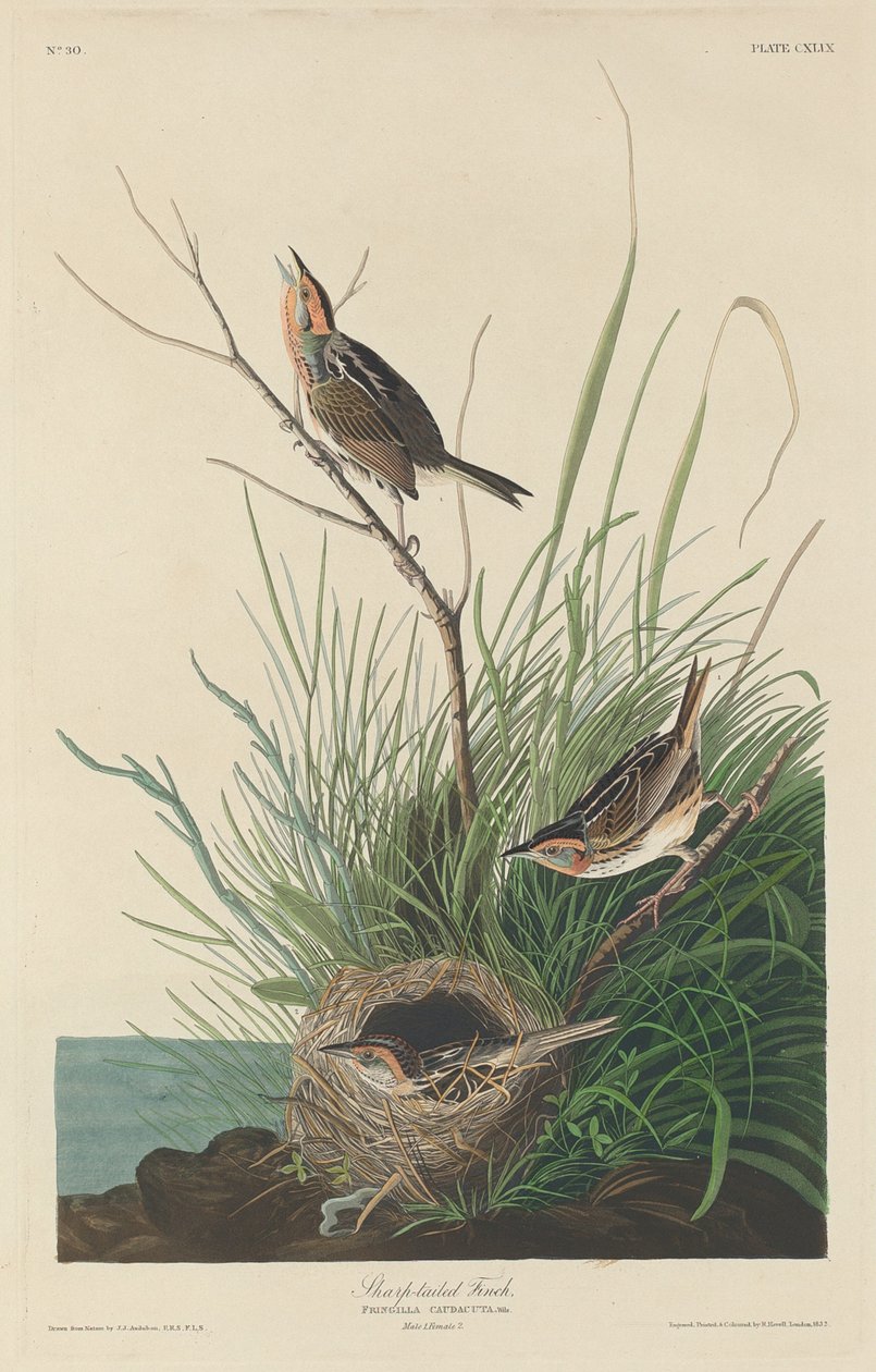 Sharp-Tailed Finch, 1832 by Robert Havell: Fine art print