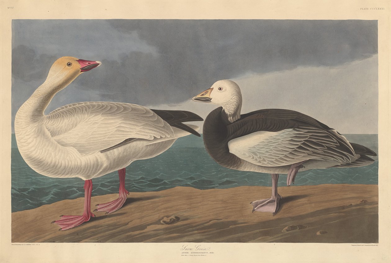 Snow Goose by Robert Havell: Premium art reproduction