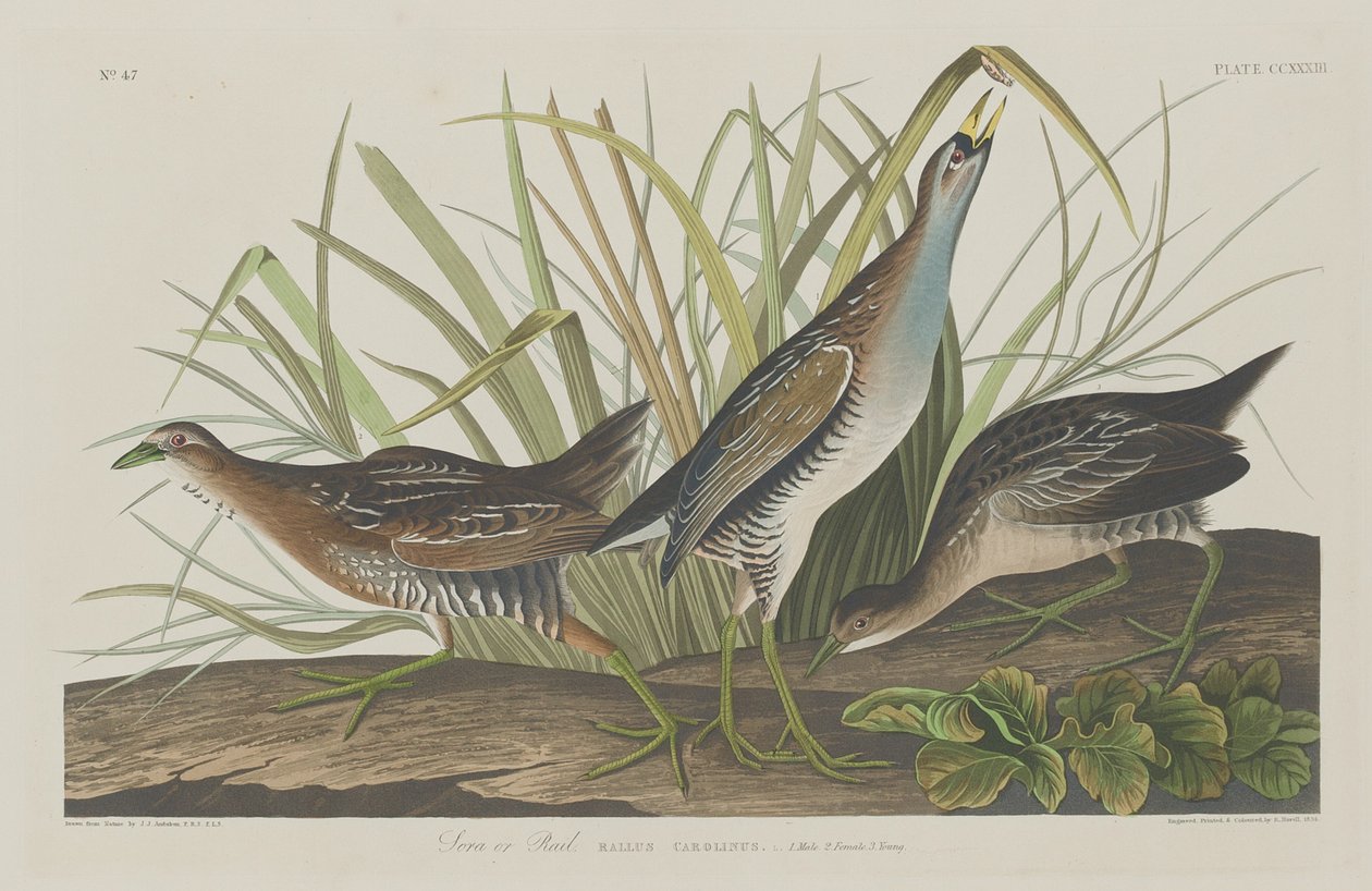 Sora or Rail by Robert Havell: Buy fine art print