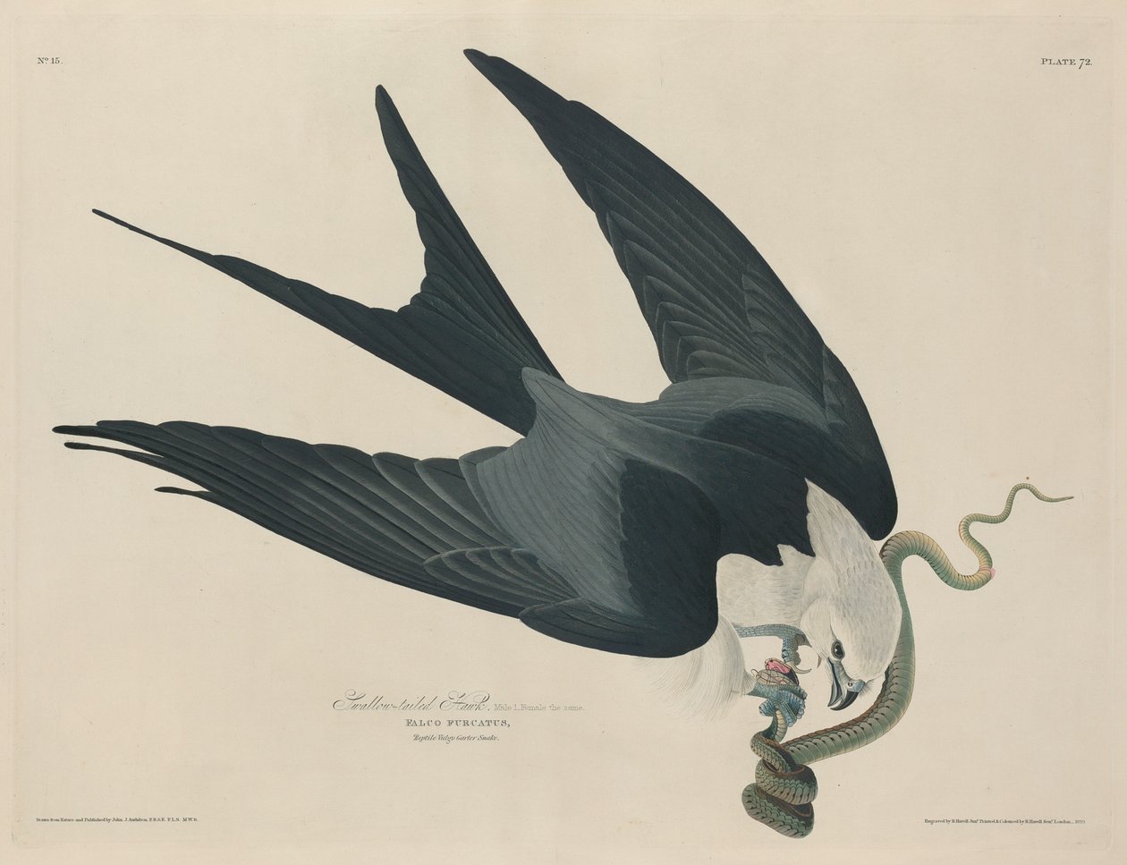 Swallow-tailed Hawk, 1829 by Robert Havell: Fine art print