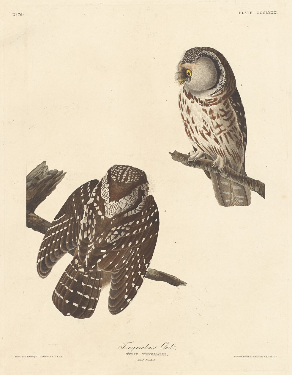 Tengmalm's Owl by Robert Havell: Premium art reproduction