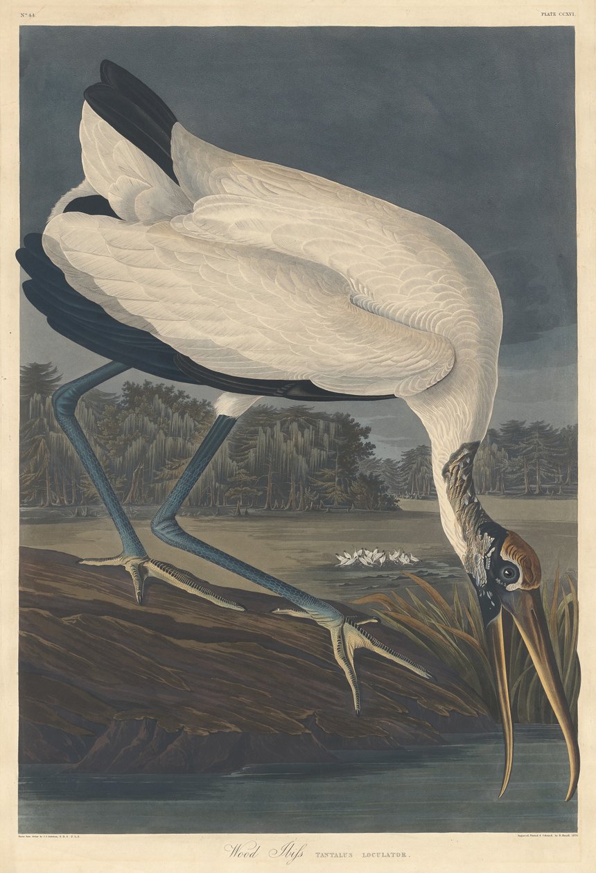 Wood Ibis, 1834 by Robert Havell: Buy fine art print