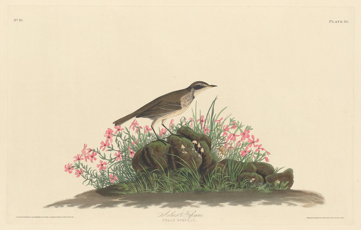 Prairie Titlark by Robert Havell after John James Audubon
