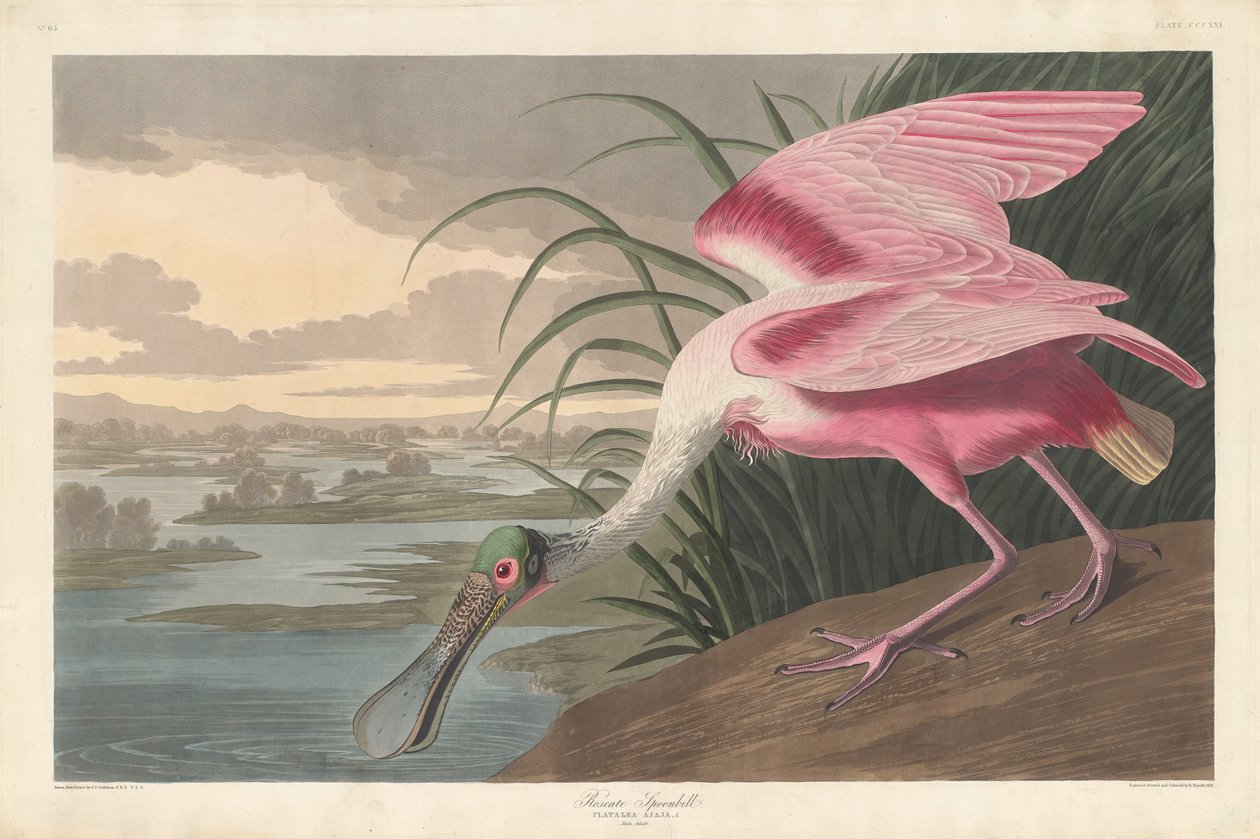 Roseate Spoonbill by Robert Havell after John James Audubon