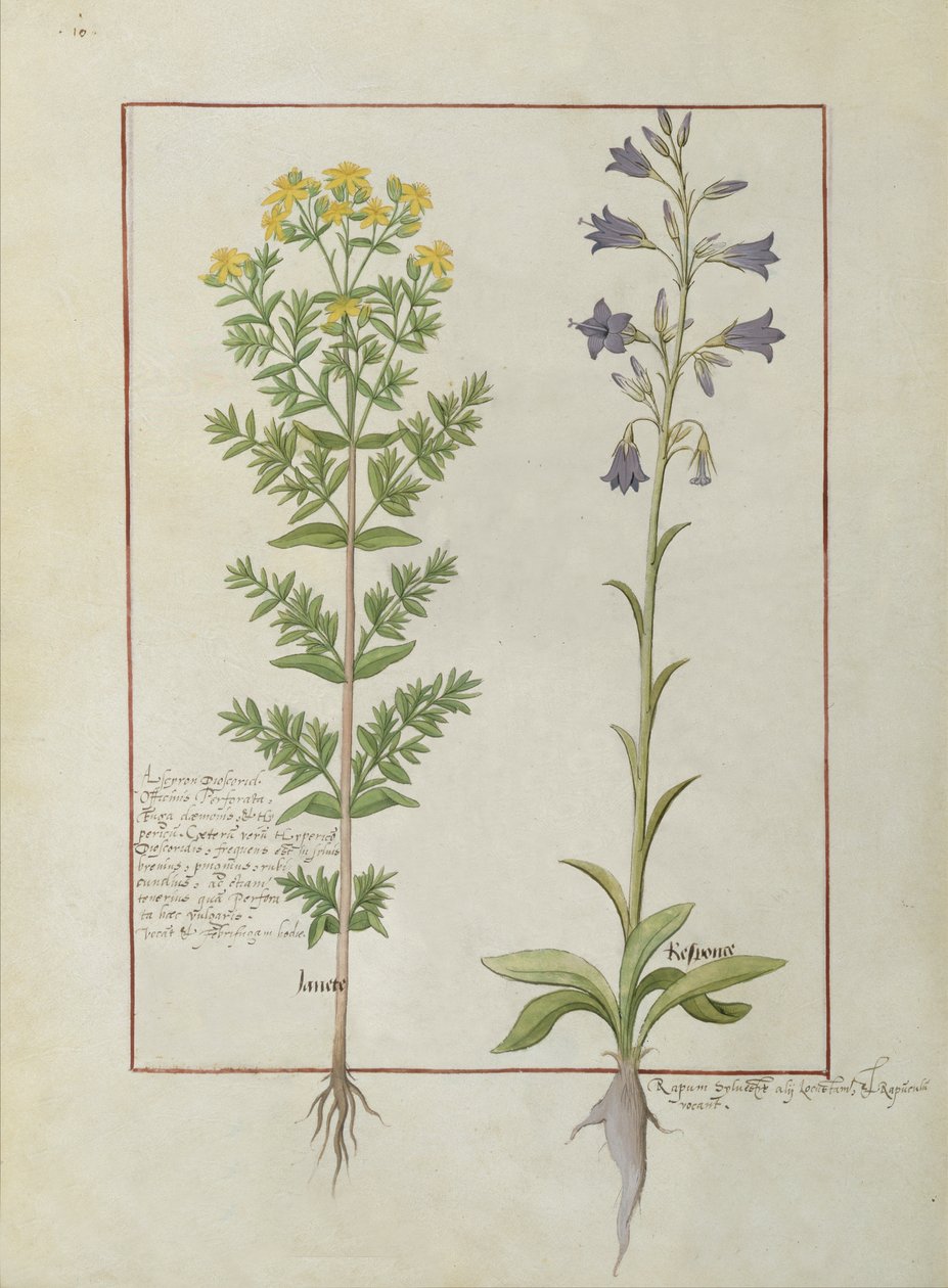 Two flowering plants from The Book of Simple Medicines by Mattheaus ...