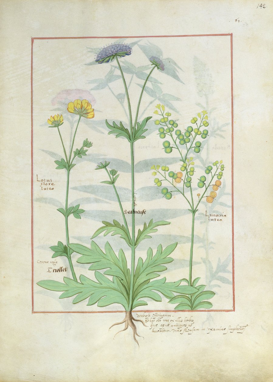 Illustration from the Book of Simple Medicines by Mattheaus Platearius