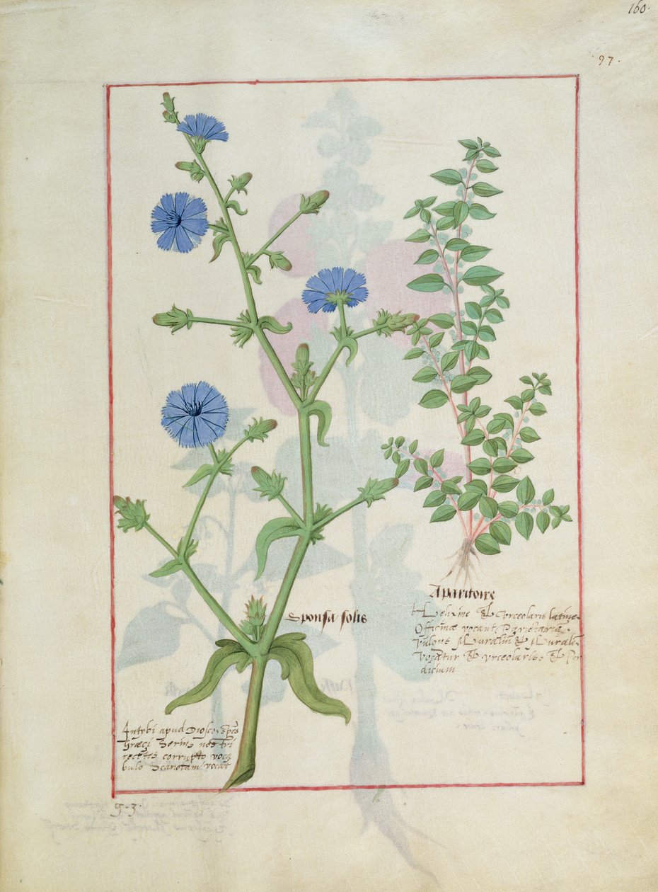 Illustration from the Book of Simple Medicines by Mattheaus Platearius