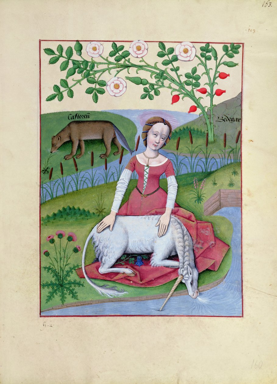 Illustration from the Book of Simple Medicines by Mattheaus Platearius