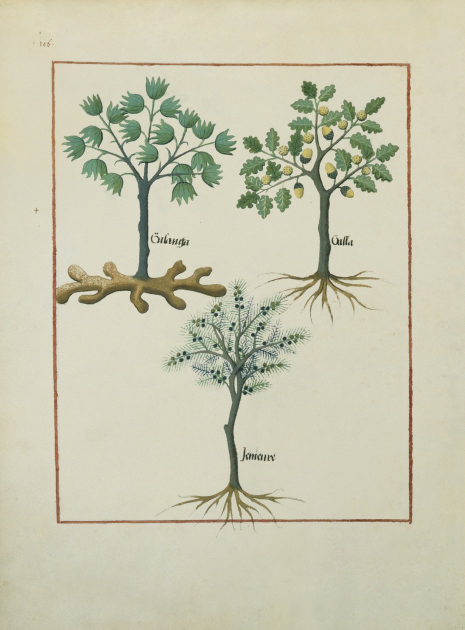 Illustration from the Book of Simple Medicines by Mattheaus Platearius ...
