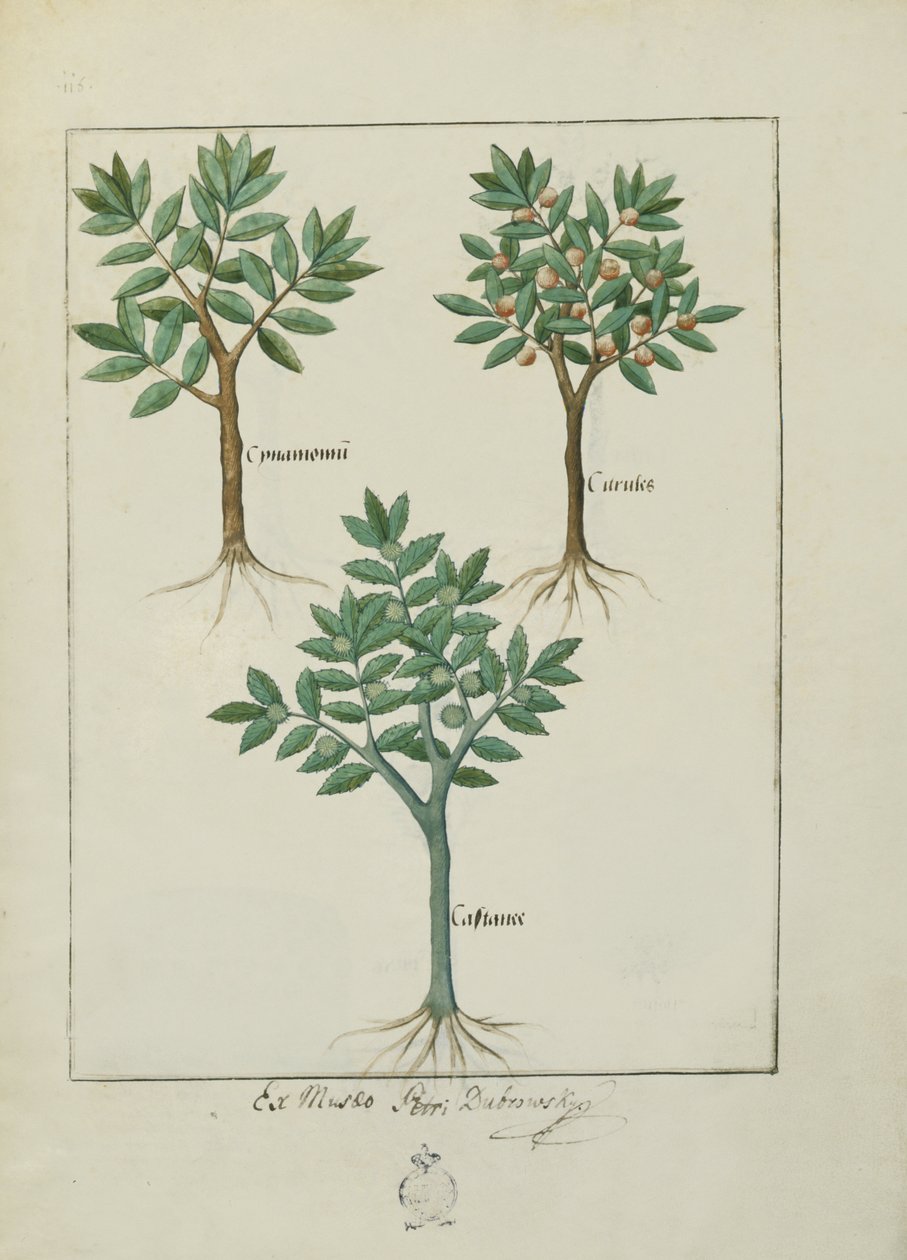 Illustration from the Book of Simple Medicines by Mattheaus Platearius