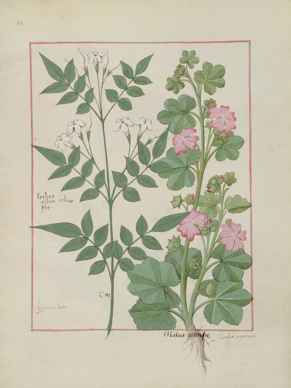 Illustration from the Book of Simple Medicines by Mattheaus Platearius