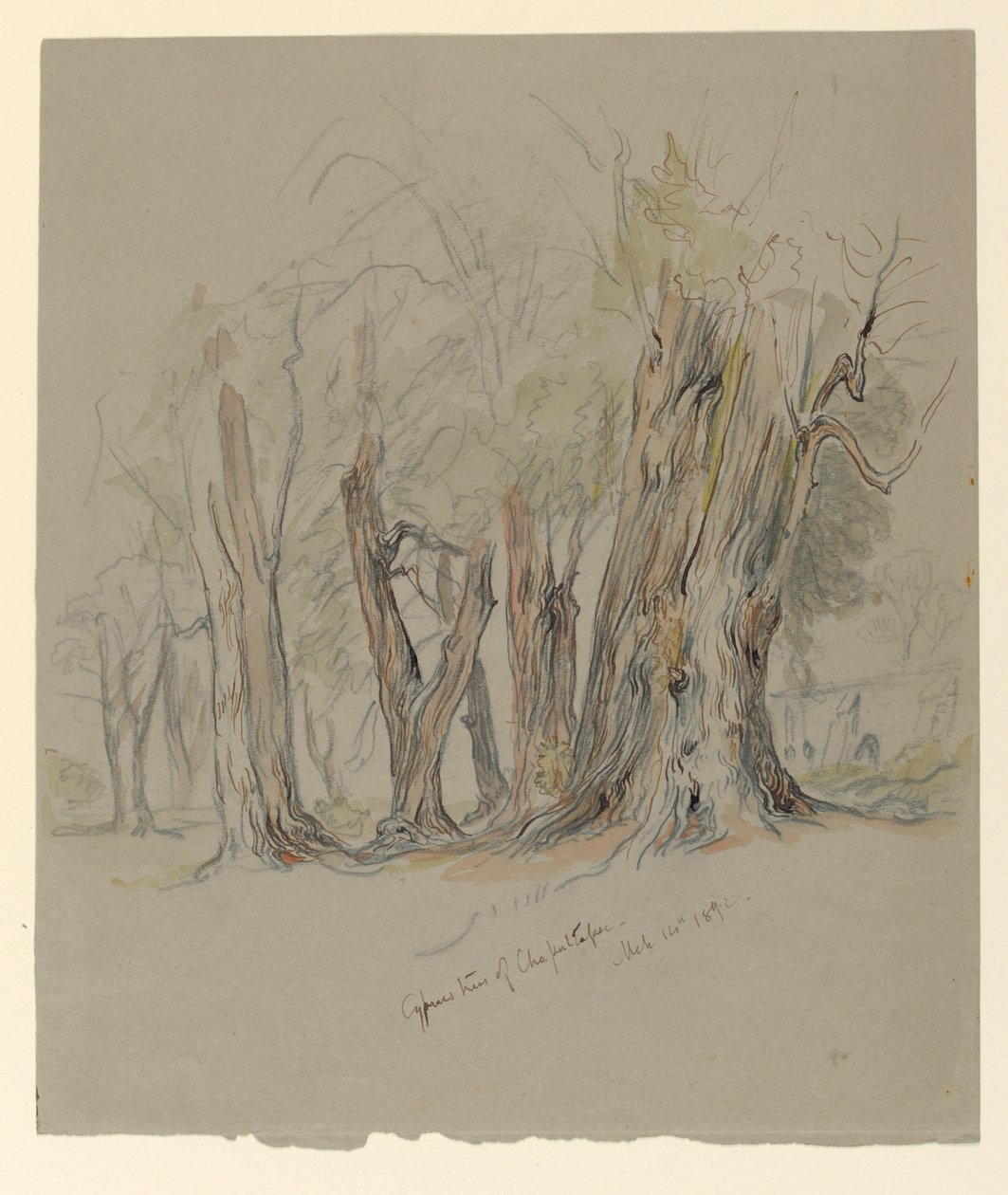 Cypress Trees of Chapultepec, Mexico by Samuel Colman