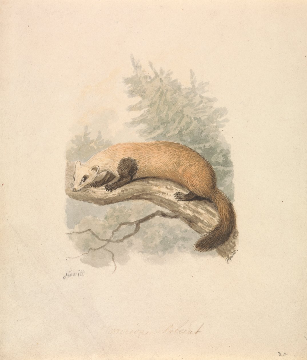 Polecat by Samuel Howitt: Highest-quality art reproduction