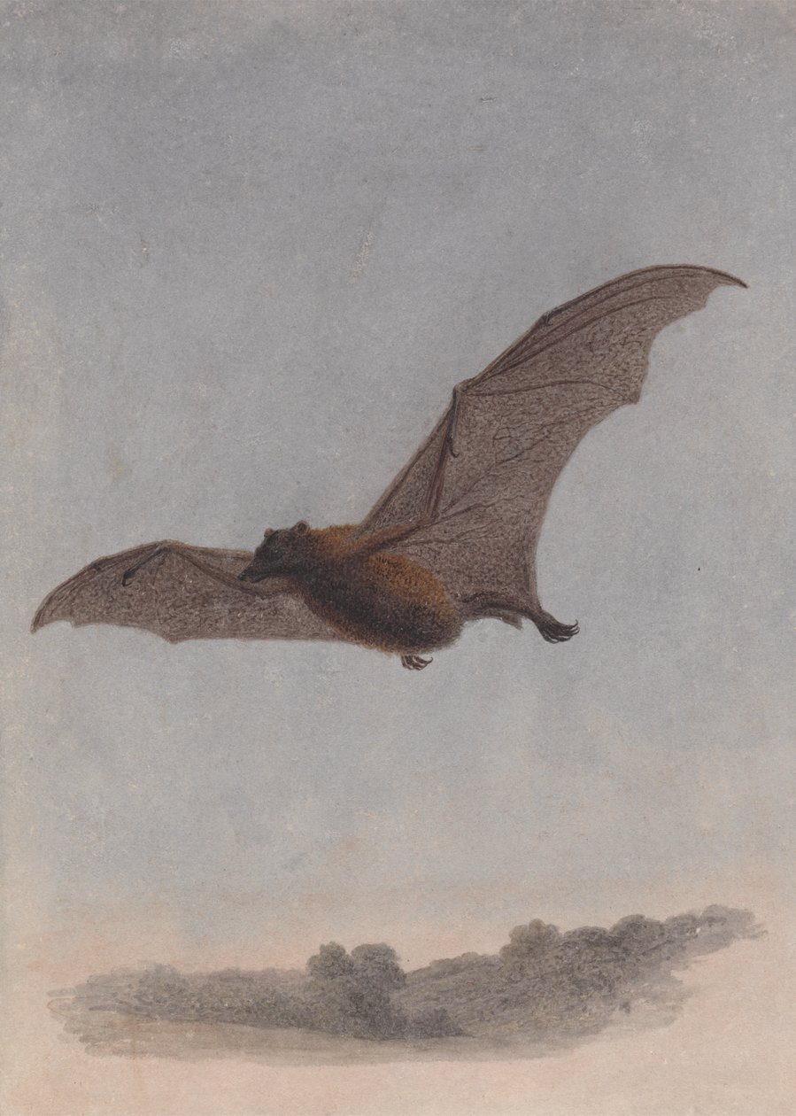 Study of a Vampire Bat by Samuel Howitt: Fine art print
