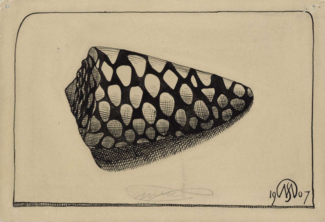 Shell, Facing Right by Samuel Jessurun de Mesquita