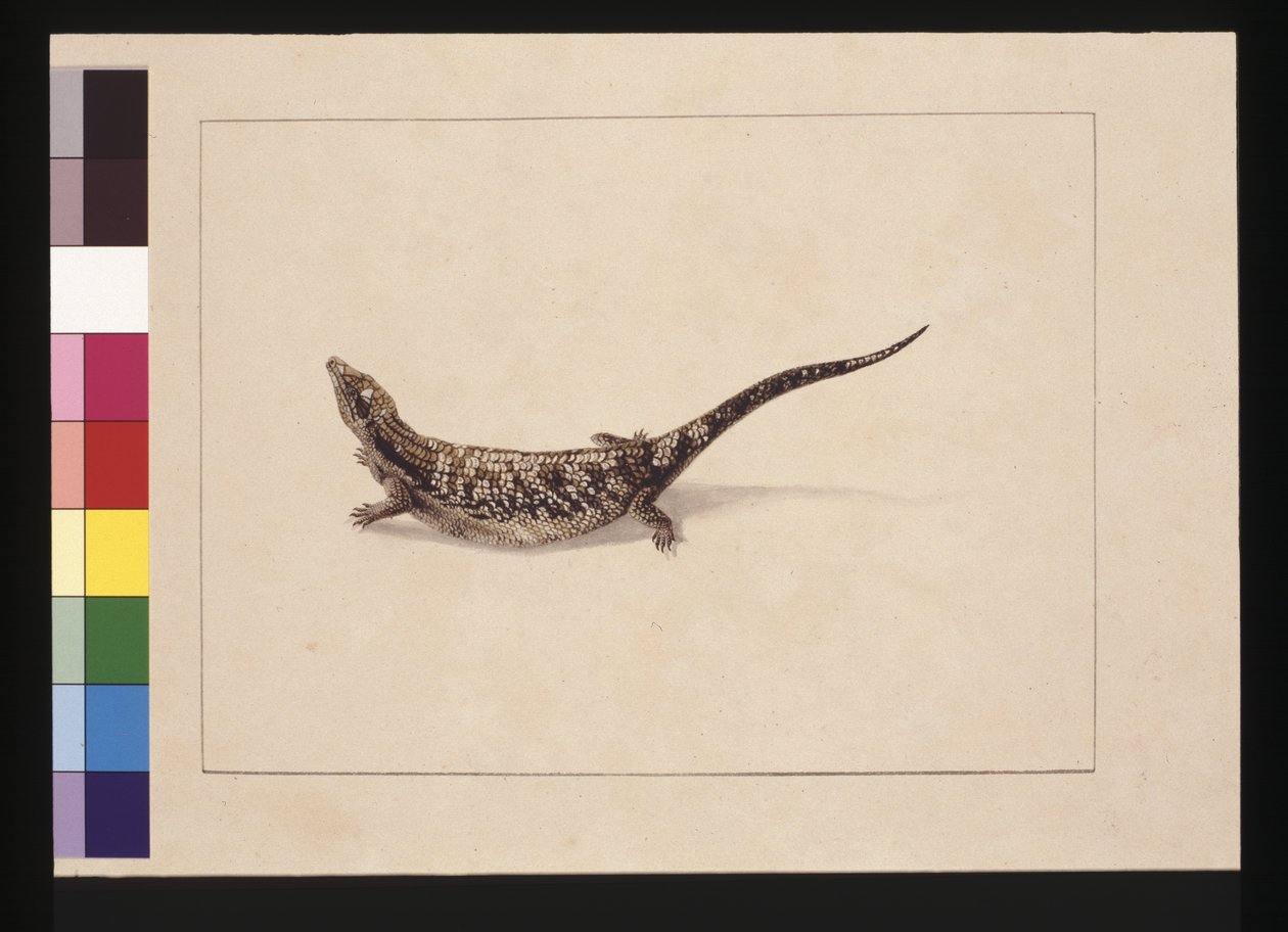 The Scincoid, or Skinc-Formed Lizard, now known as a Blue-tongued lizard