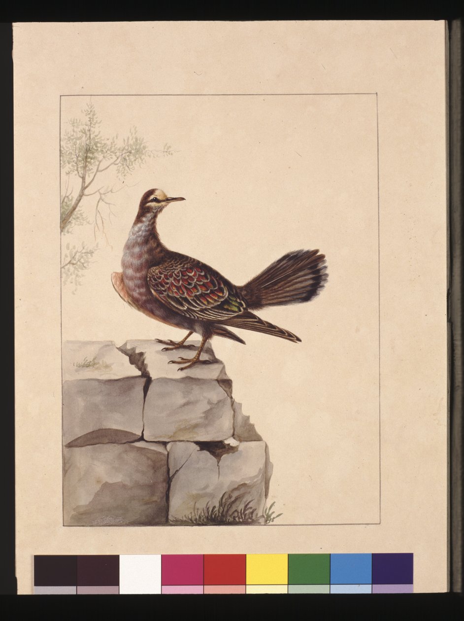 Golden Winged Pigeon, now known as a Forest Bronzewing Pigeon