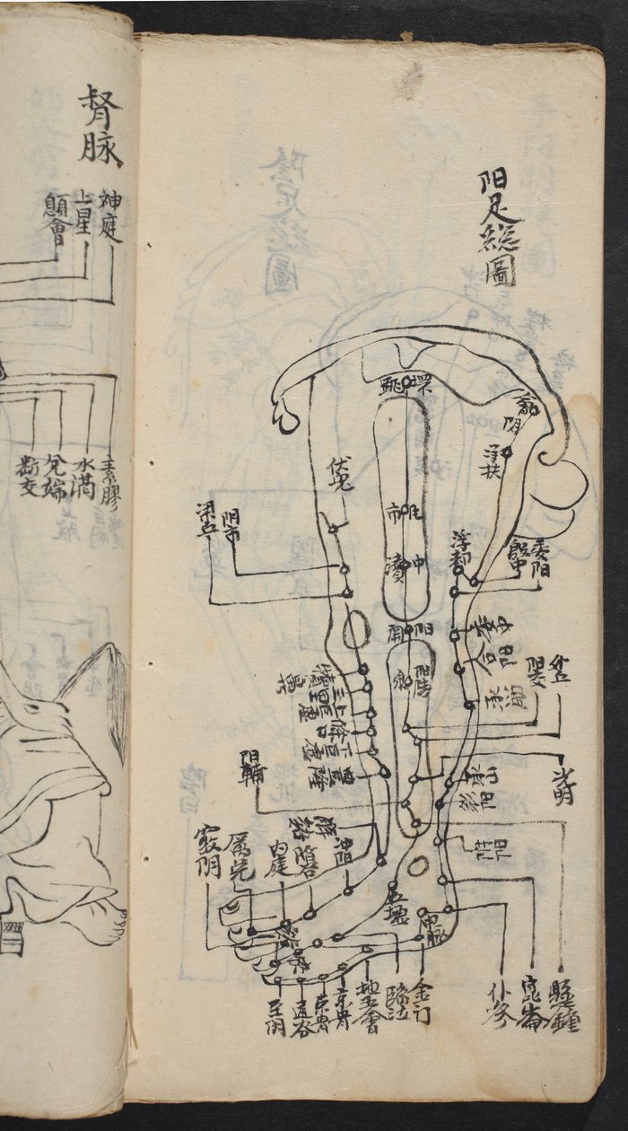Acupuncture Points on the Leg, from 'The Beginnings and Ends of ...