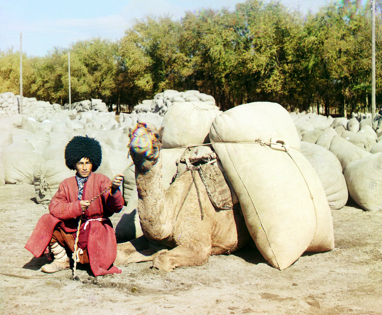 Turkmen Man Posing with Camel Loaded with Sacks of Cotton, Central Asia ...