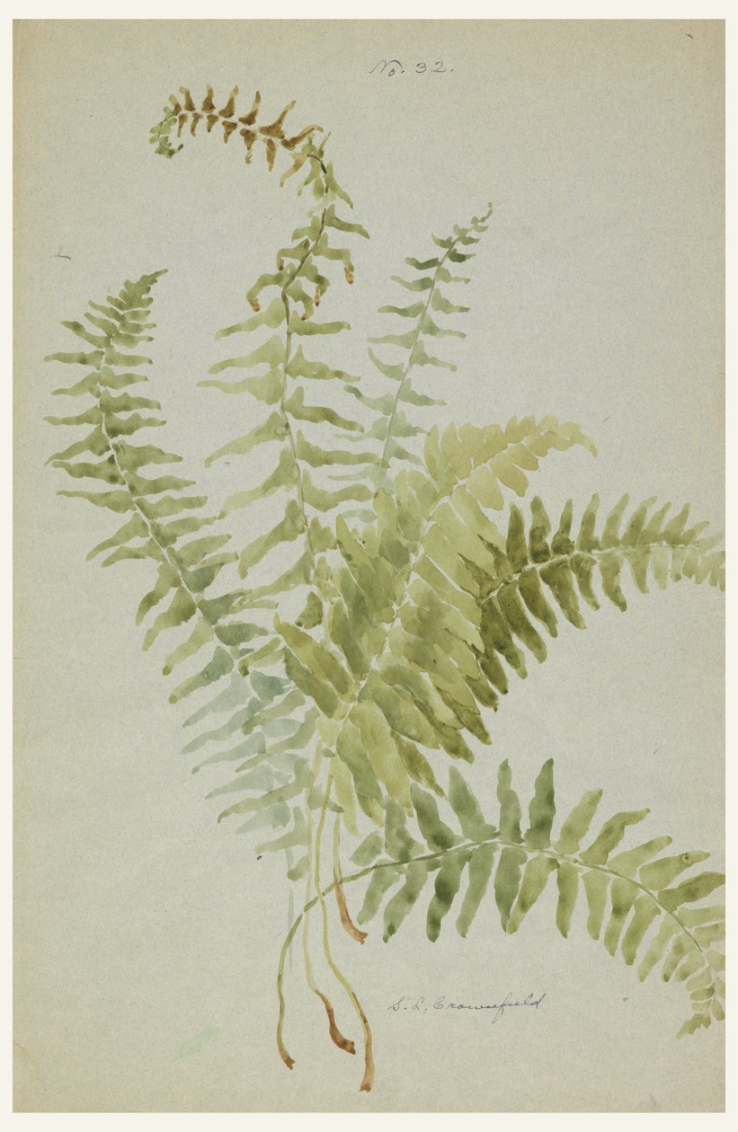 Drawing, Studies of Ferns by Sophia L. Crownfield