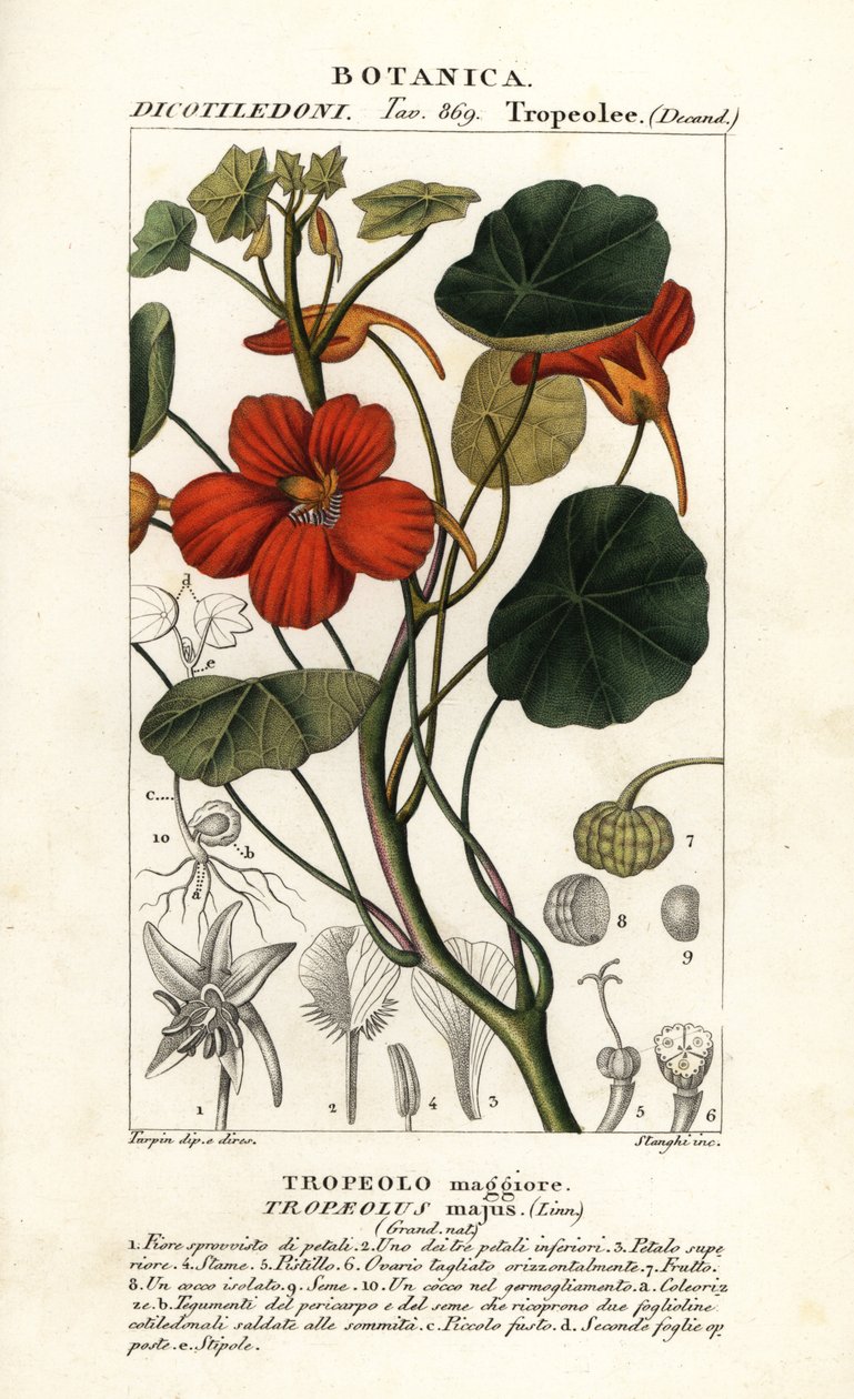 Tropaeolum Majus Tropaeolum Majus 'Spitfire' Flowers Stock Image