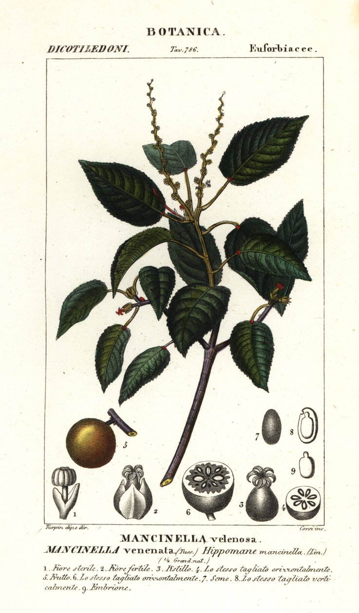 Manchineel or beach apple tree by Stanghi Stanghi