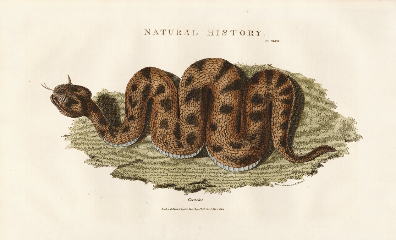 Boa Constrictor by Sydenham Teast Edwards: Fine art print
