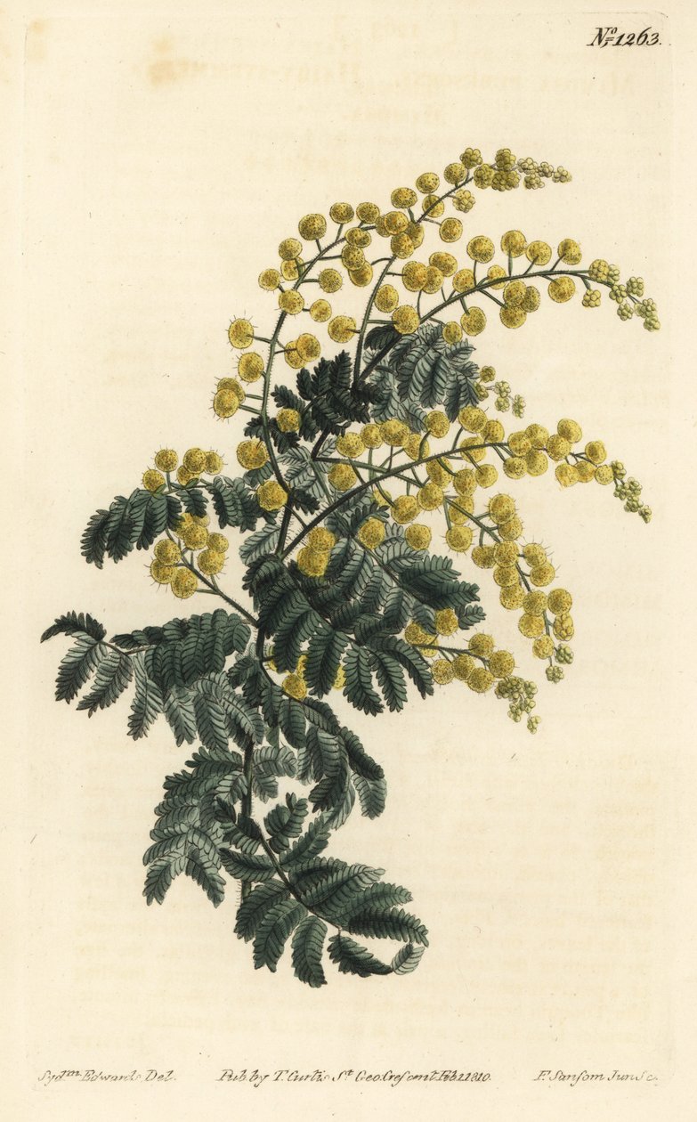 Downy Wattle by Sydenham Teast Edwards: Buy fine art print