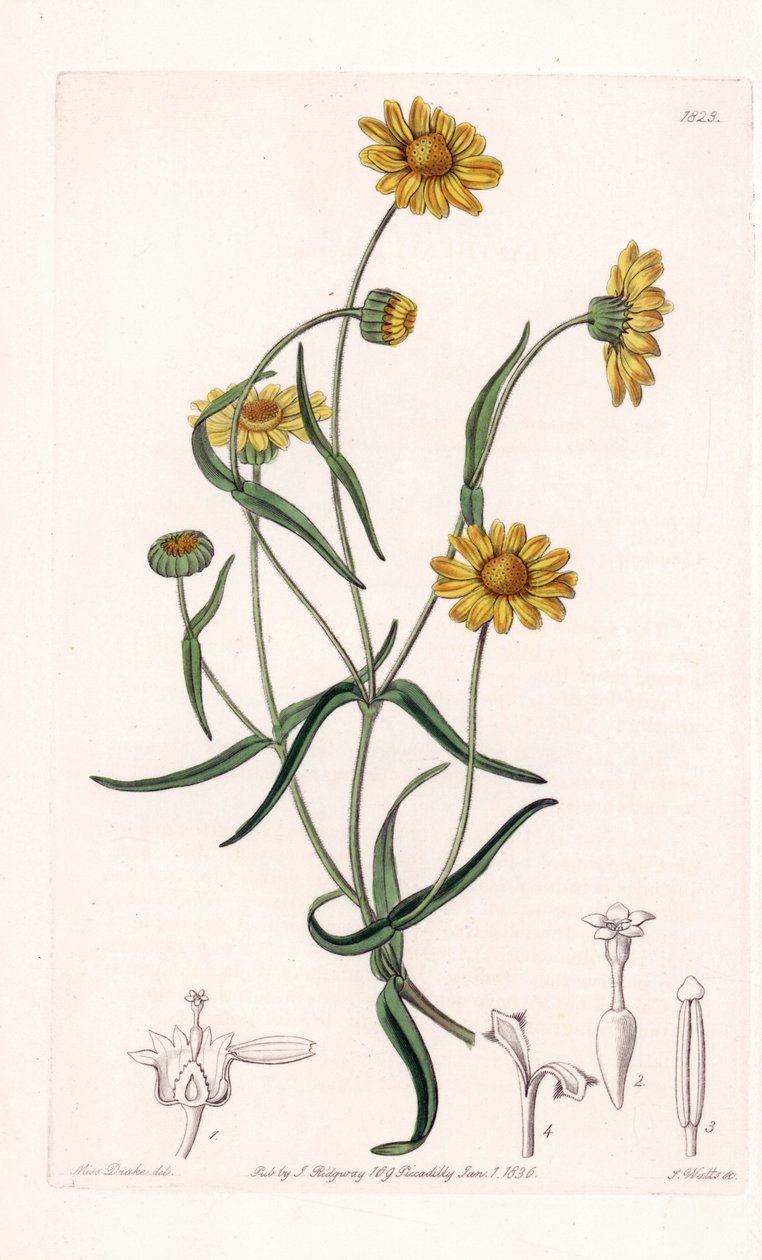 Queen Daisy of California - Engraved by S. Watts, from an Illustration ...