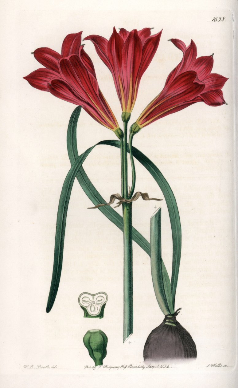 Rodophiale Bifida. Handcoloured copperplate engraving from Sydenham ...