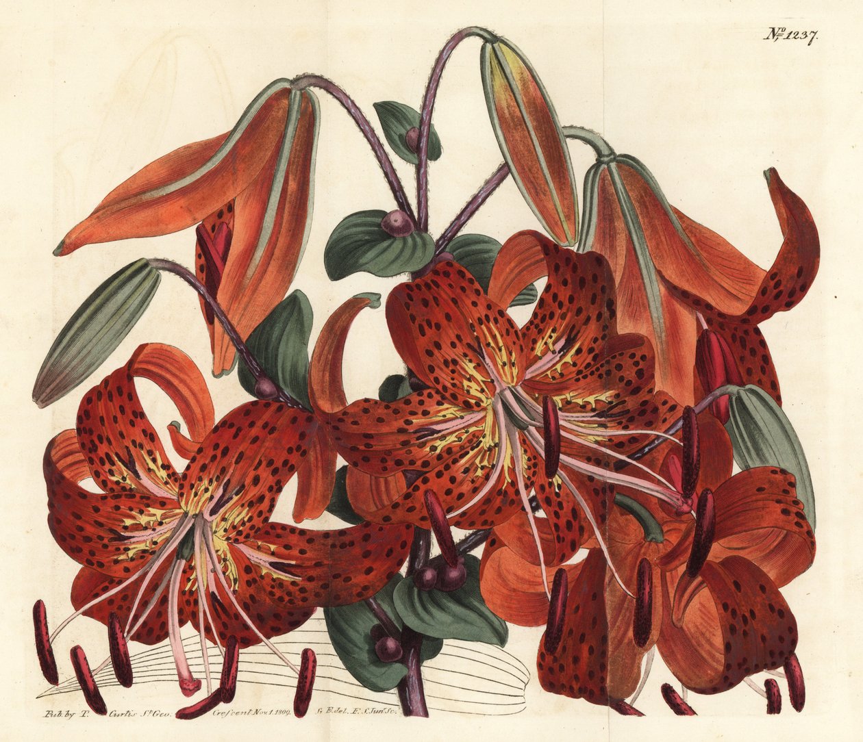 Tiger lily, Lilium lancifolium (Tyger-spotted Chinese lily, Lilium ...