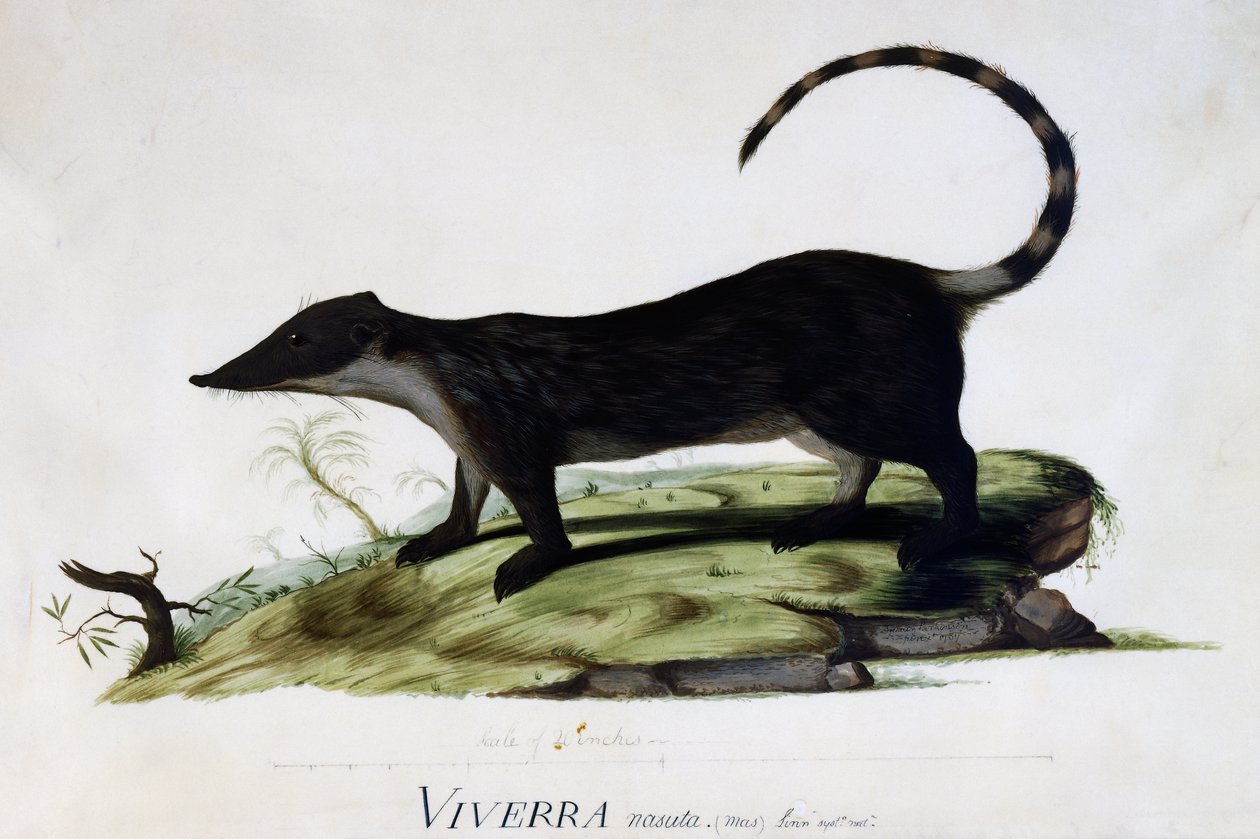 Viverra nasuta male by Sydney Parkinson: Fine art print