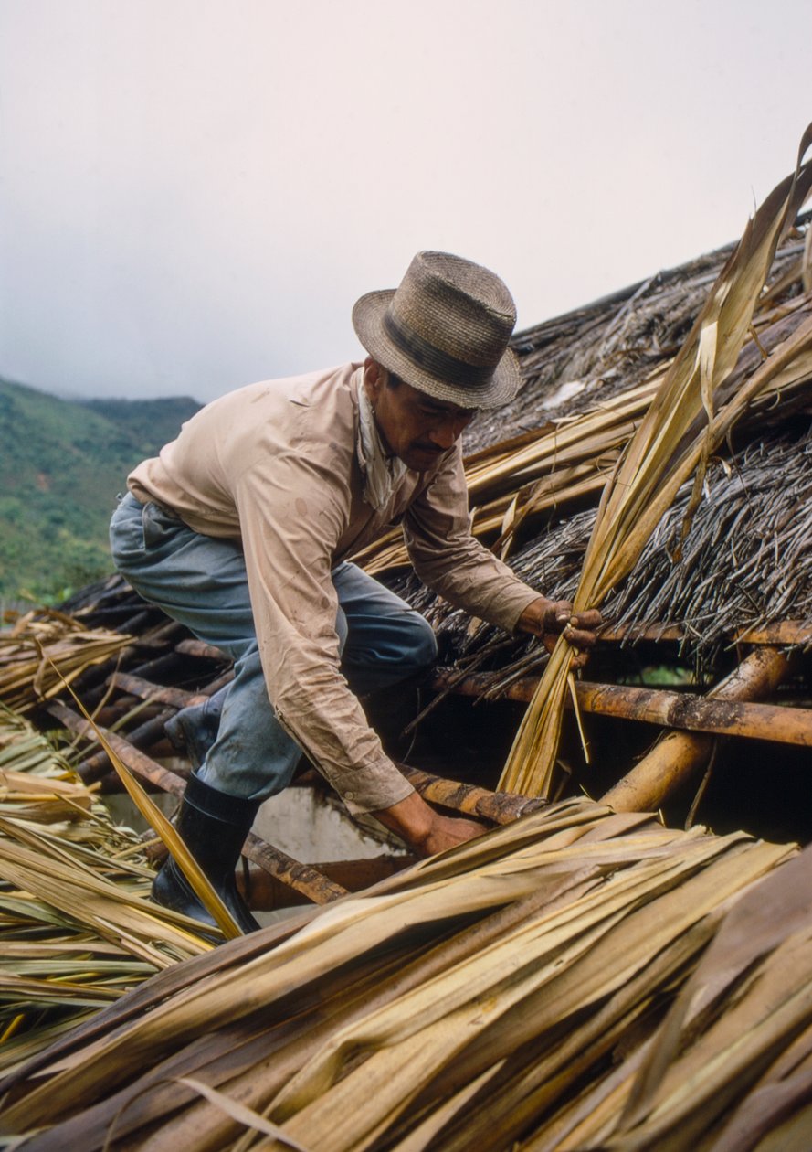 A Colombian Farmer Thatches His Roof with Sugarcane Leaves Near Pamira ...