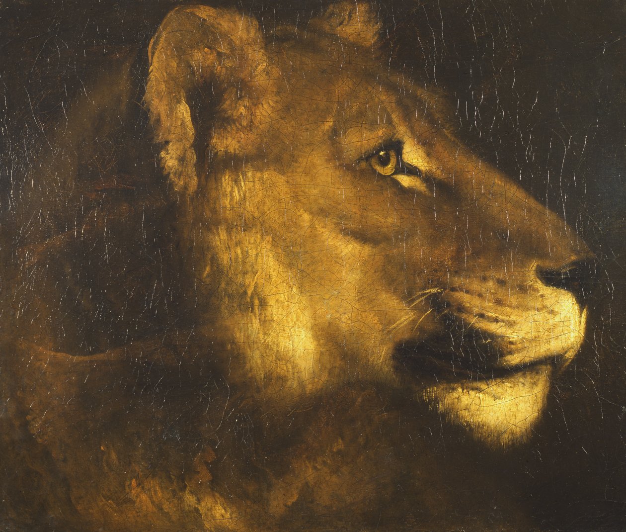 Head of a Lioness by Theodore Gericault: Fine art print