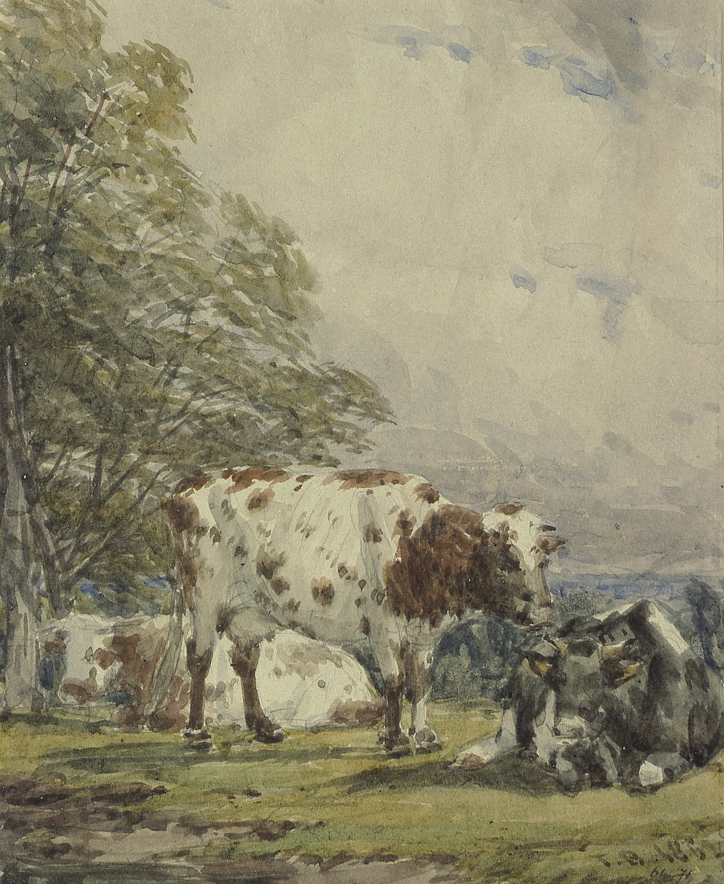 A Study of Cattle by Thomas Baker: Buy fine art print