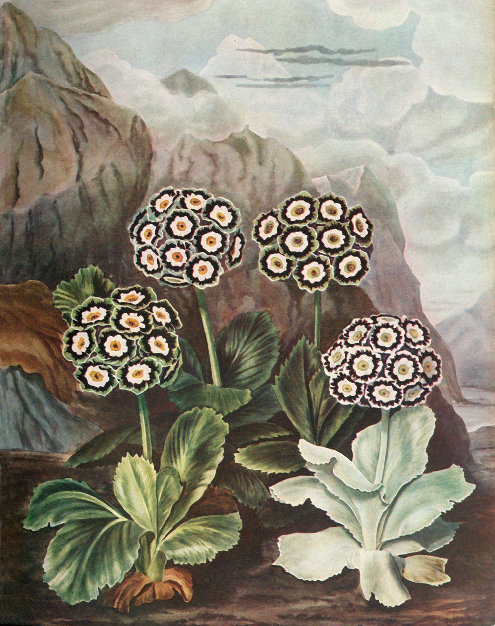 Auriculas, c1802-1821 by Thomas Baxter: Buy fine art print