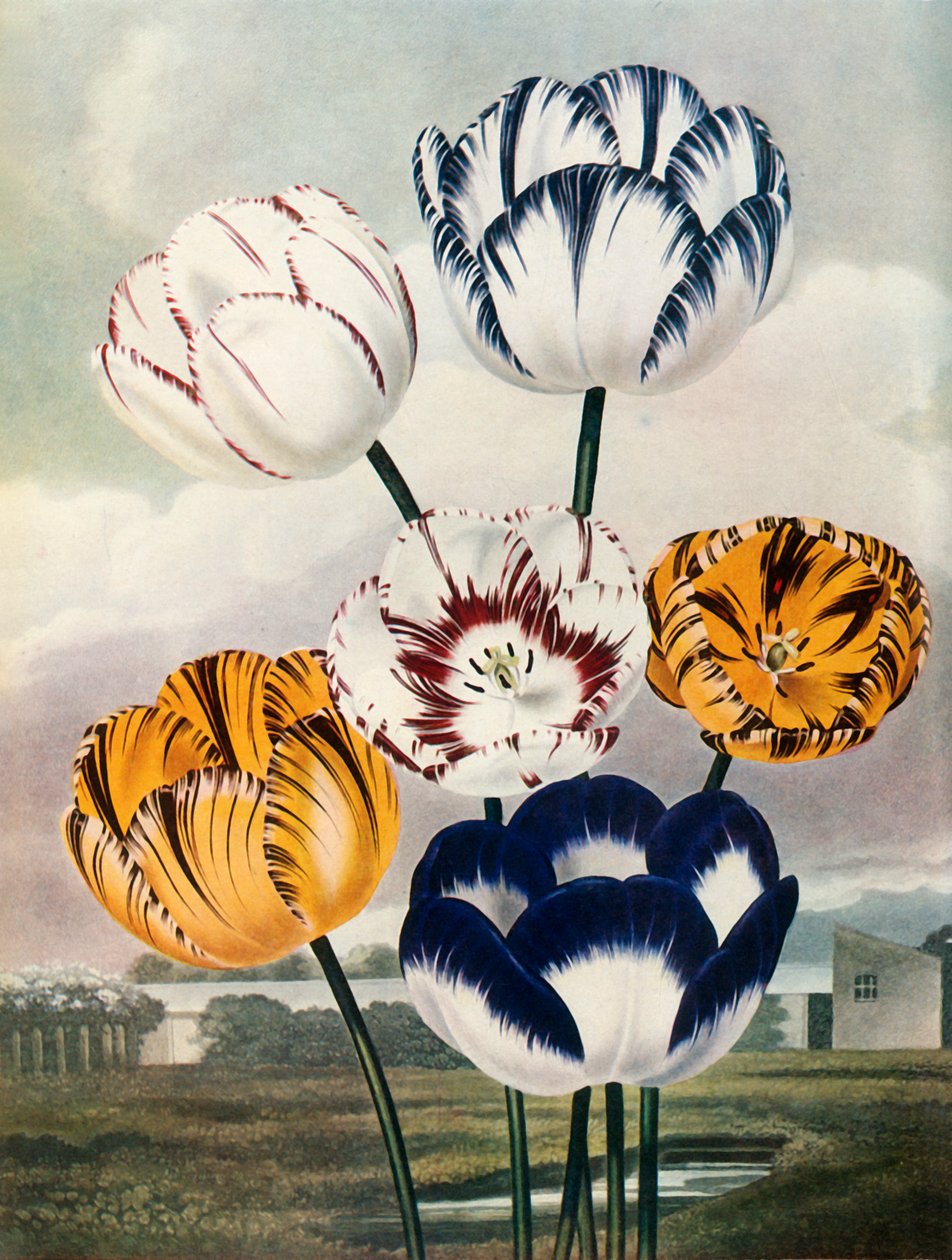 Tulips by Thomas Baxter: Highest-quality art reproduction