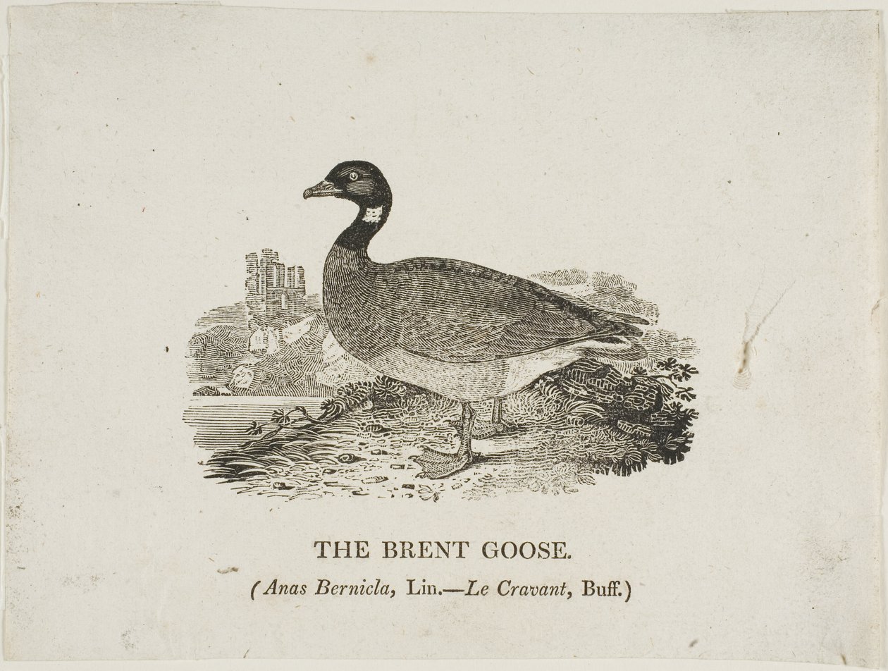 Brent Goose by Thomas Bewick: Buy fine art print