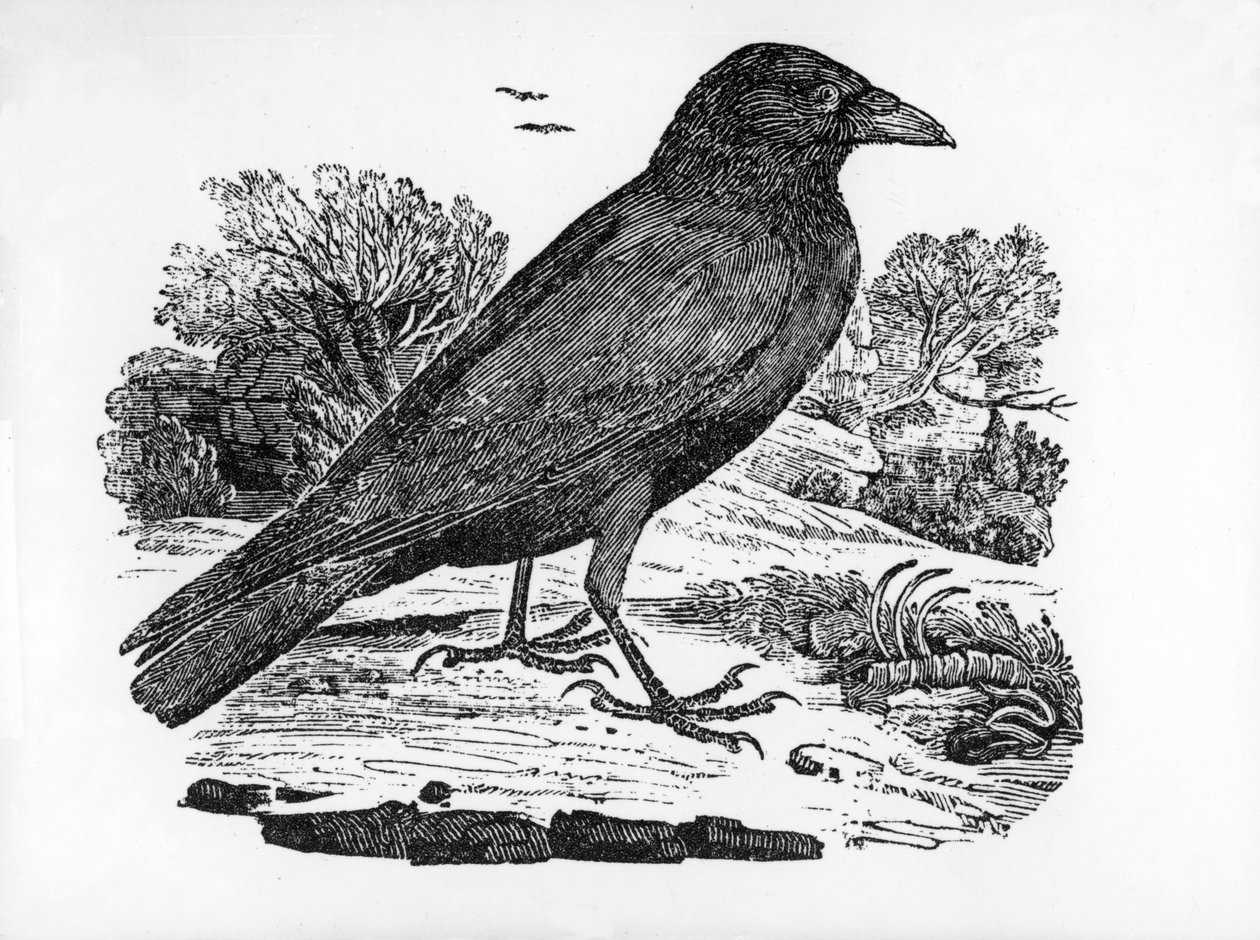 The Carrion Crow, illustration from 'The History of British Birds' by ...