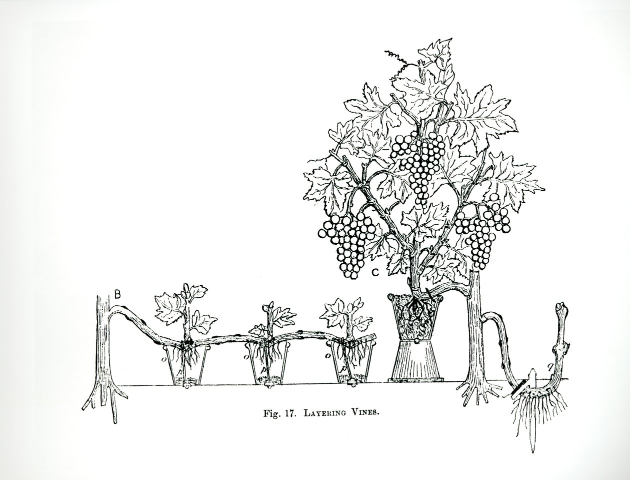 Layering vines, from Thomas Mawson's 'The Art and Craft of Garden ...