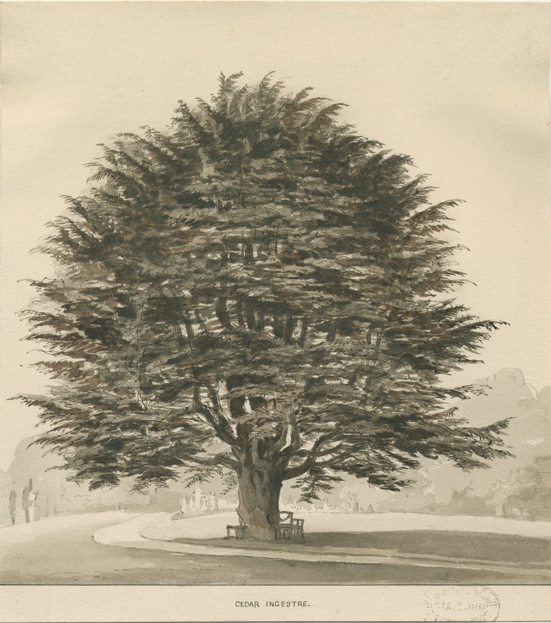 Cedar Tree Drawing